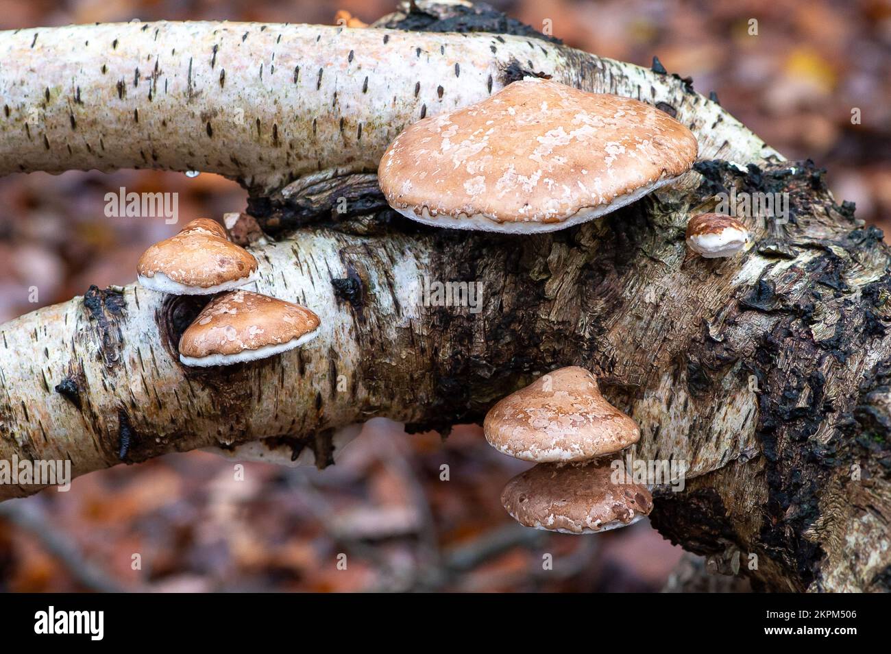 Special birch fungus hi-res stock photography and images - Alamy