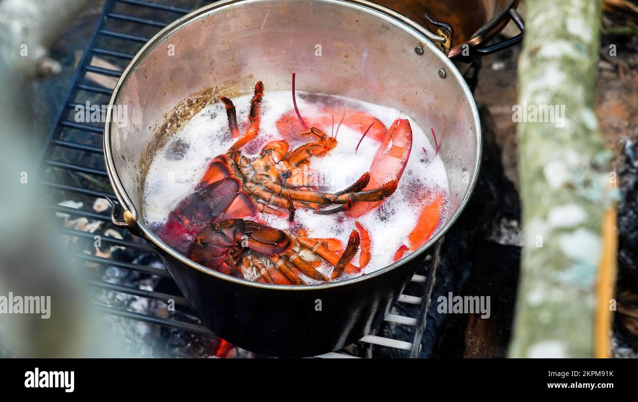 Red lobster in boiling water outside on camp fire Stock Photo - Alamy