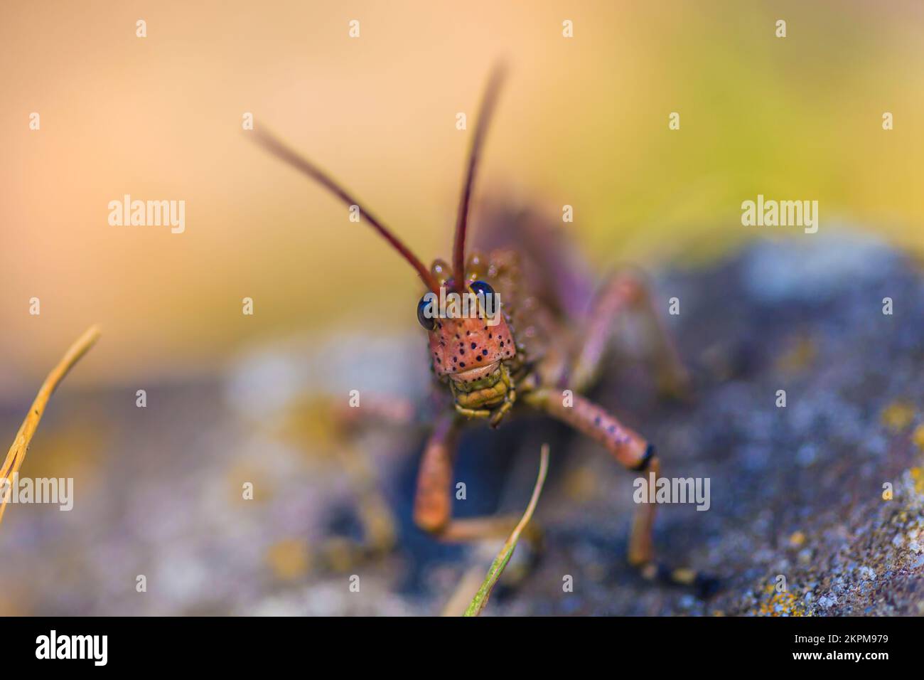 Frontal close up of colorful locust in South Africa Stock Photo - Alamy