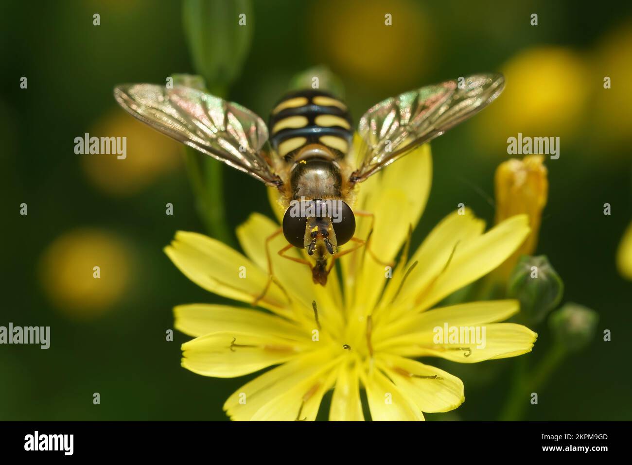 Natural closeup on a yellow striped Migrant hoverfly, Eupeodes corollae ...