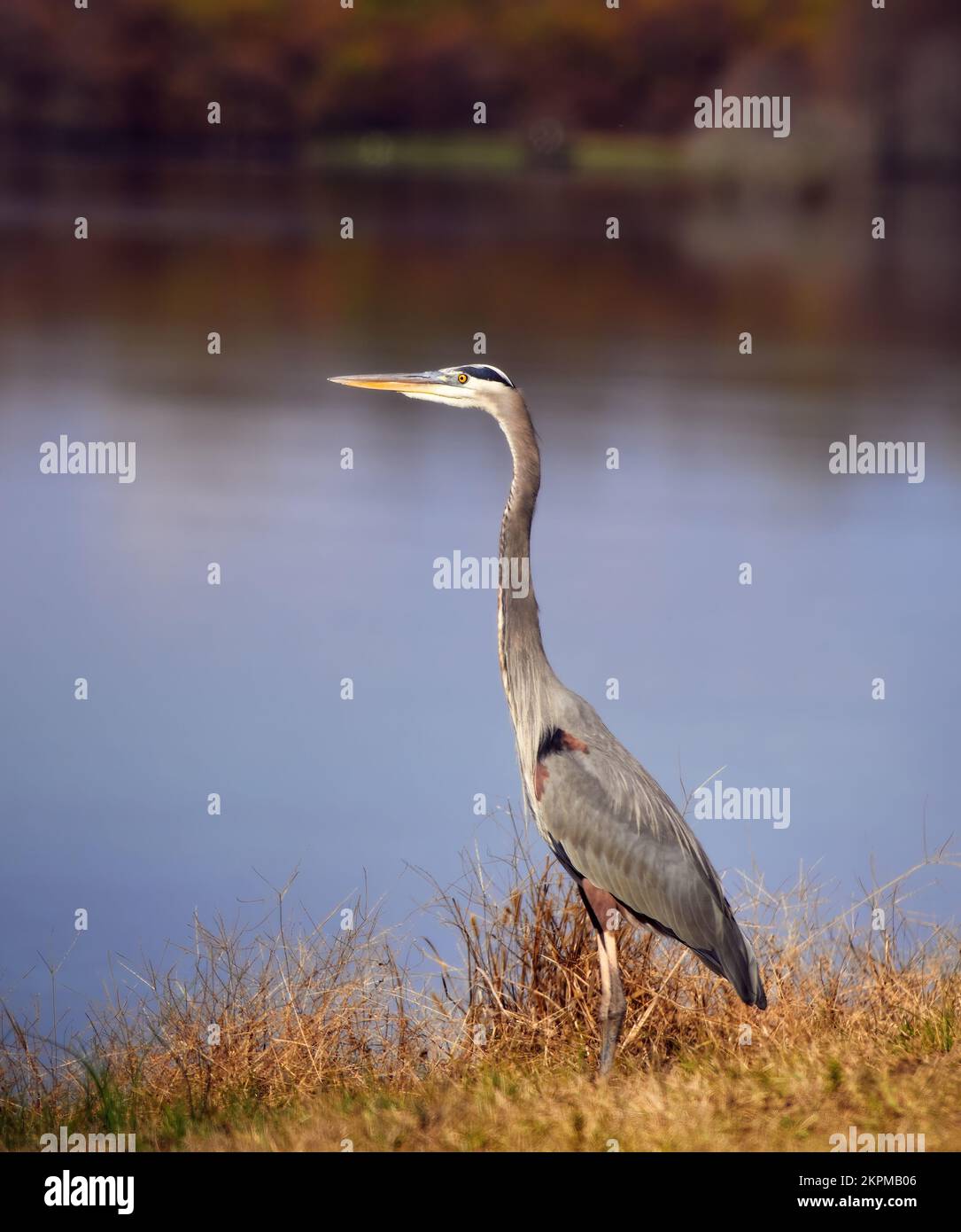 A Great Blue Heron stands perfectly still on the bank of Bluff Lake ...