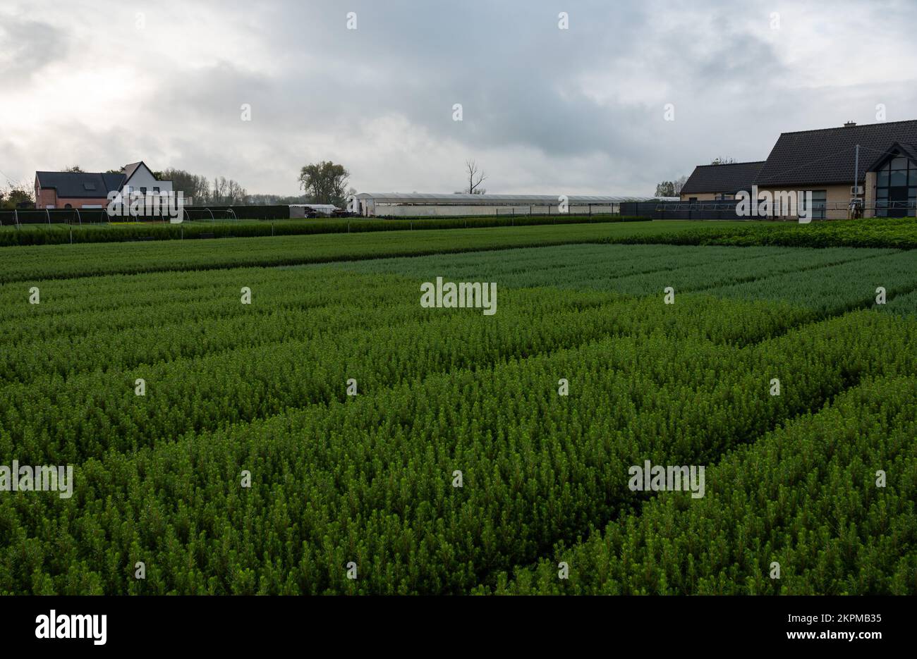 Green field of cultivated pine trees, Dendermonde, Flanders, Belgium ...