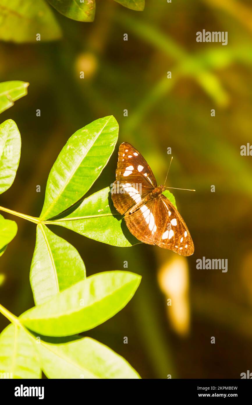 Pretty butterflies australia hi-res stock photography and images - Alamy