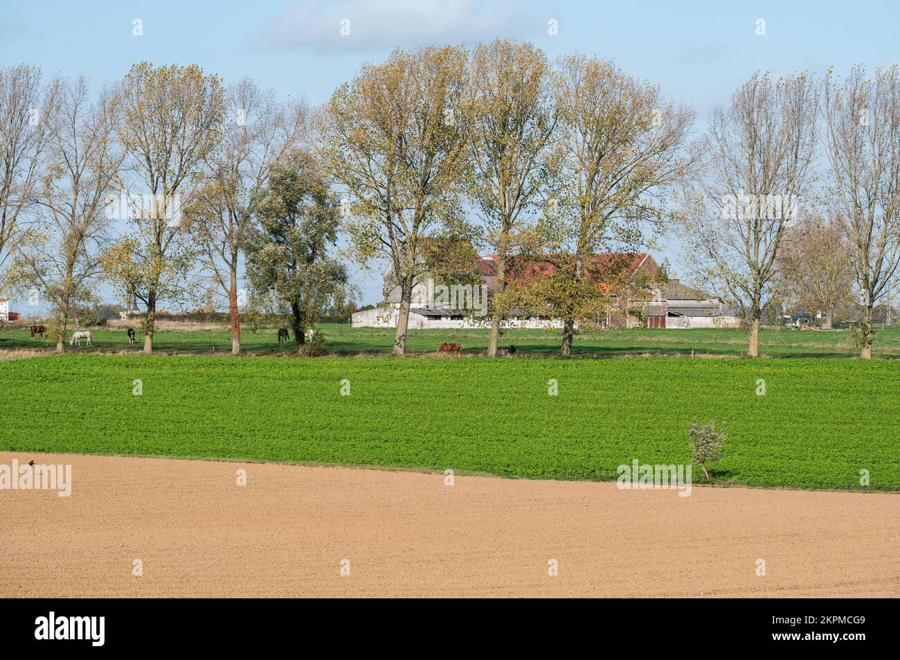 View over flat agriculture fields with brown soil, green crops and blue ...