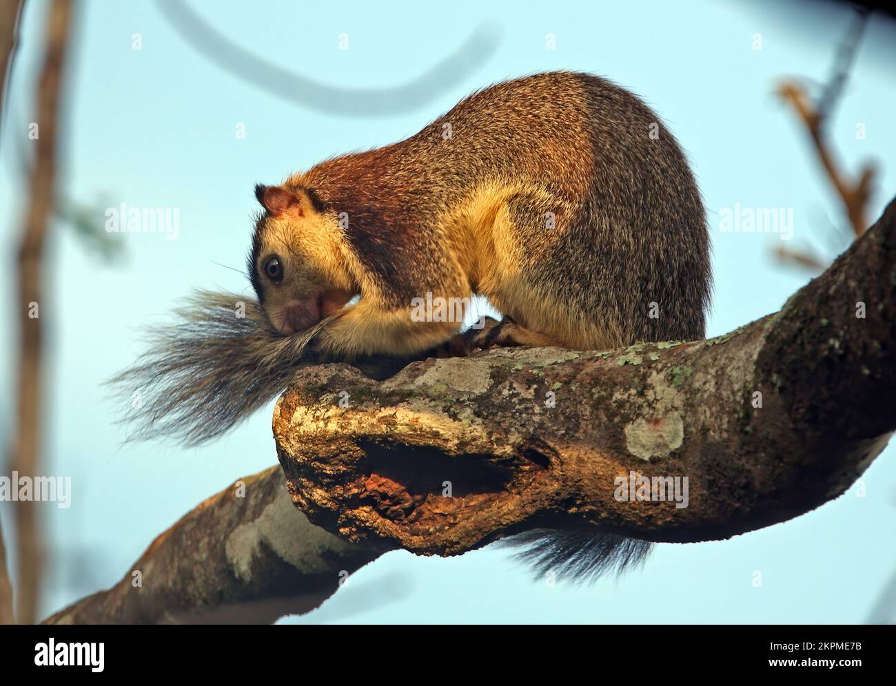 Srilanka giant squirrel hi-res stock photography and images - Alamy