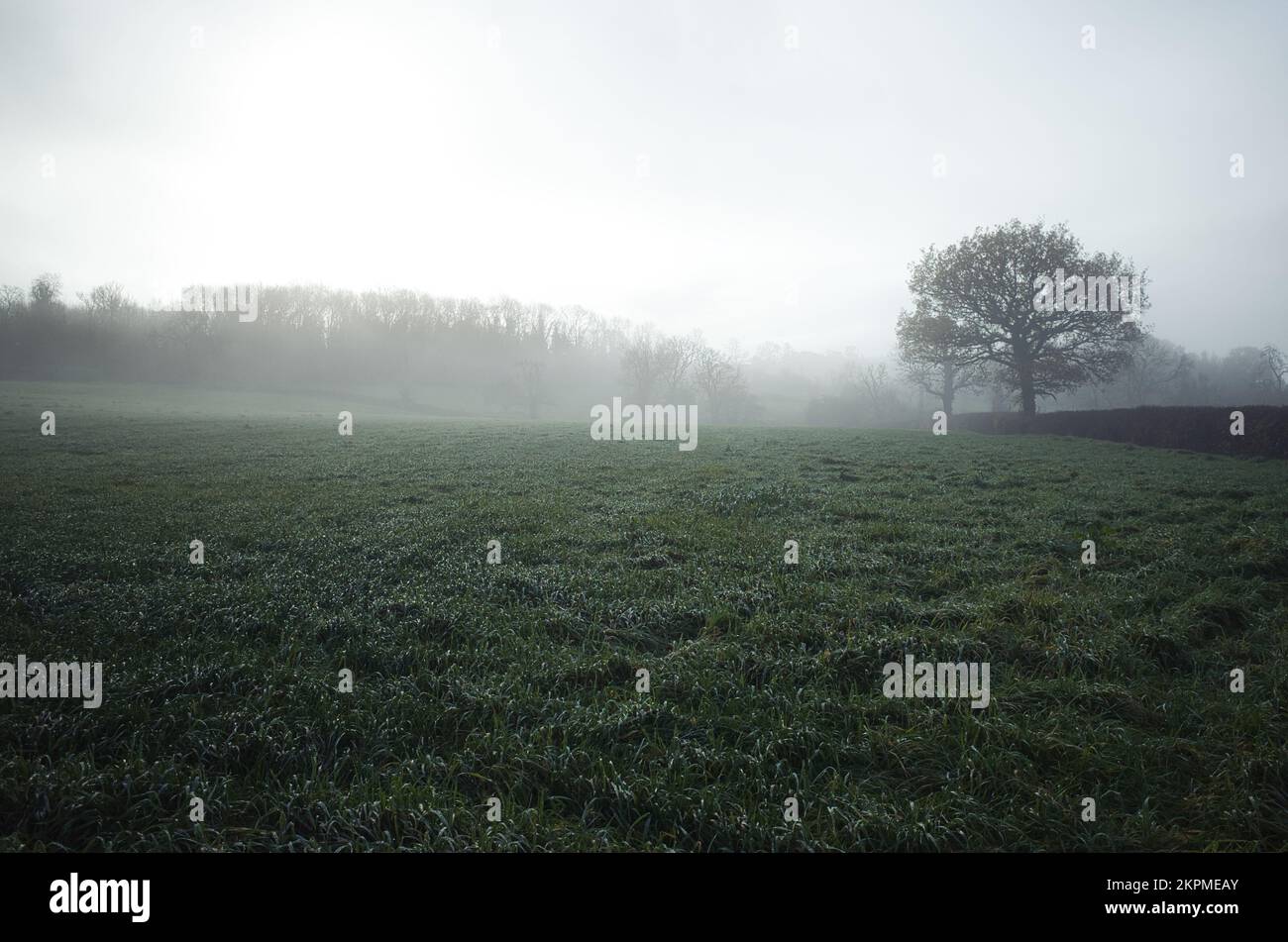 Misty field with wet grass at dawn, UK Stock Photo - Alamy