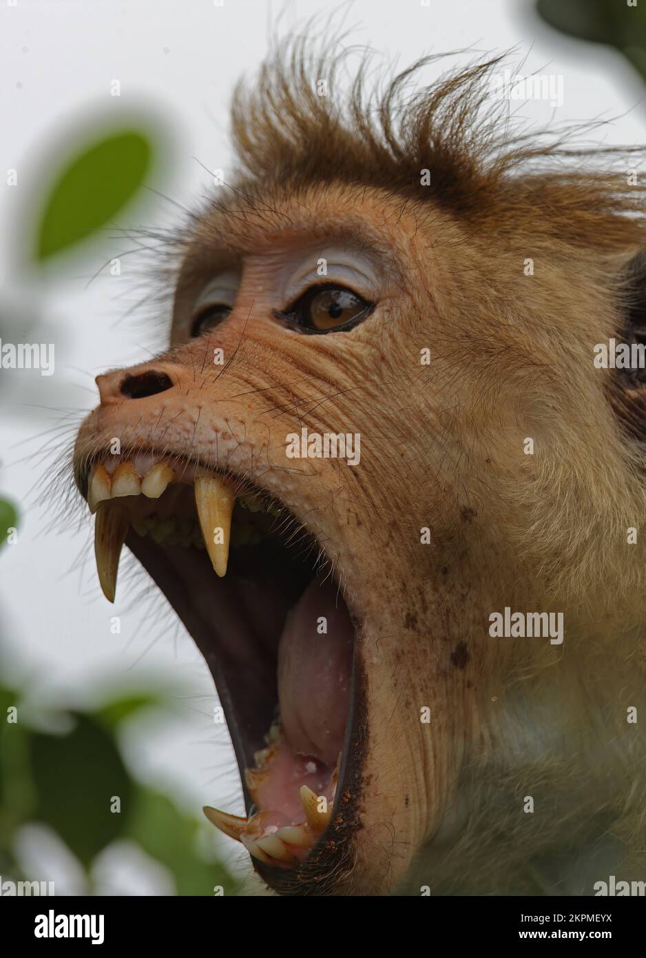 Toque Monkey (Macaca sinica) close up of adult yawning (Sri Lanka ...