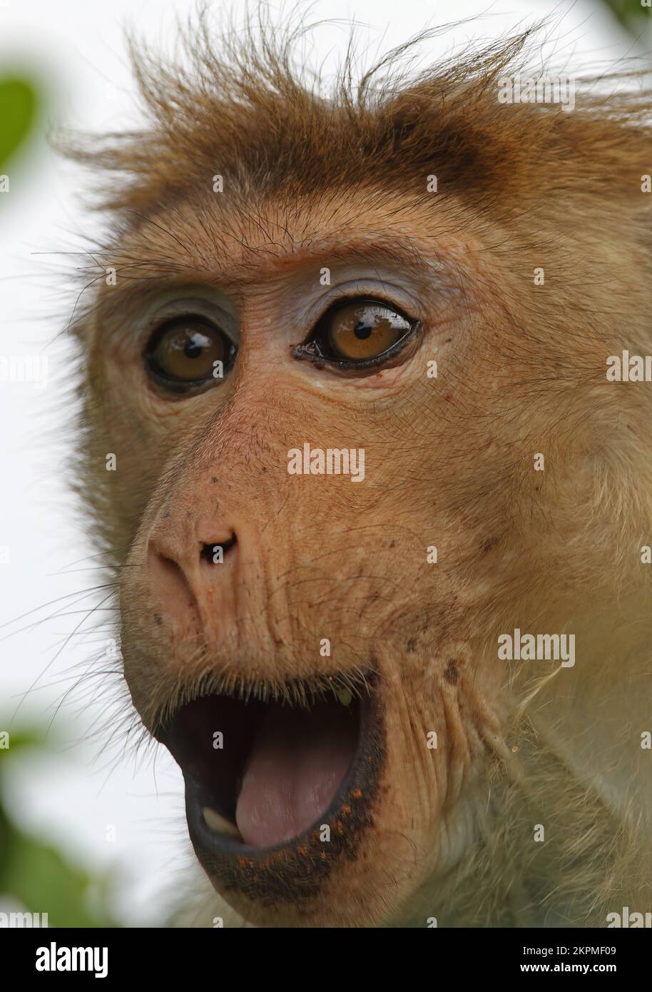 Toque Monkey (Macaca sinica) close up of adult yawning (Sri Lanka ...