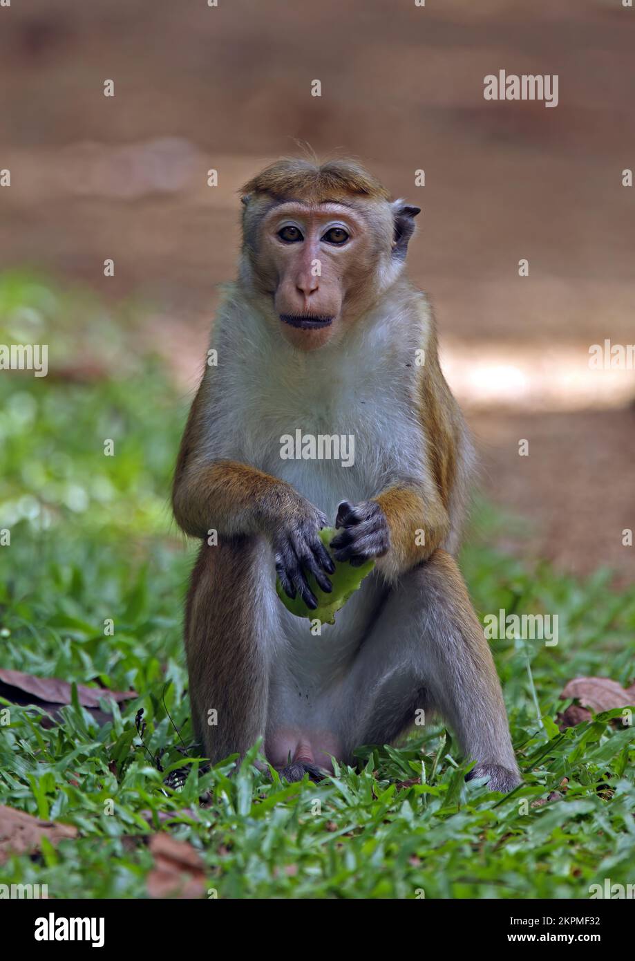 Toque Monkey (Macaca sinica) juvenile sitting on ground with fruit (Sri ...