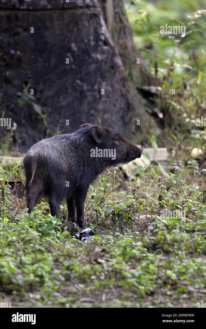 Nepal pig hi-res stock photography and images - Alamy