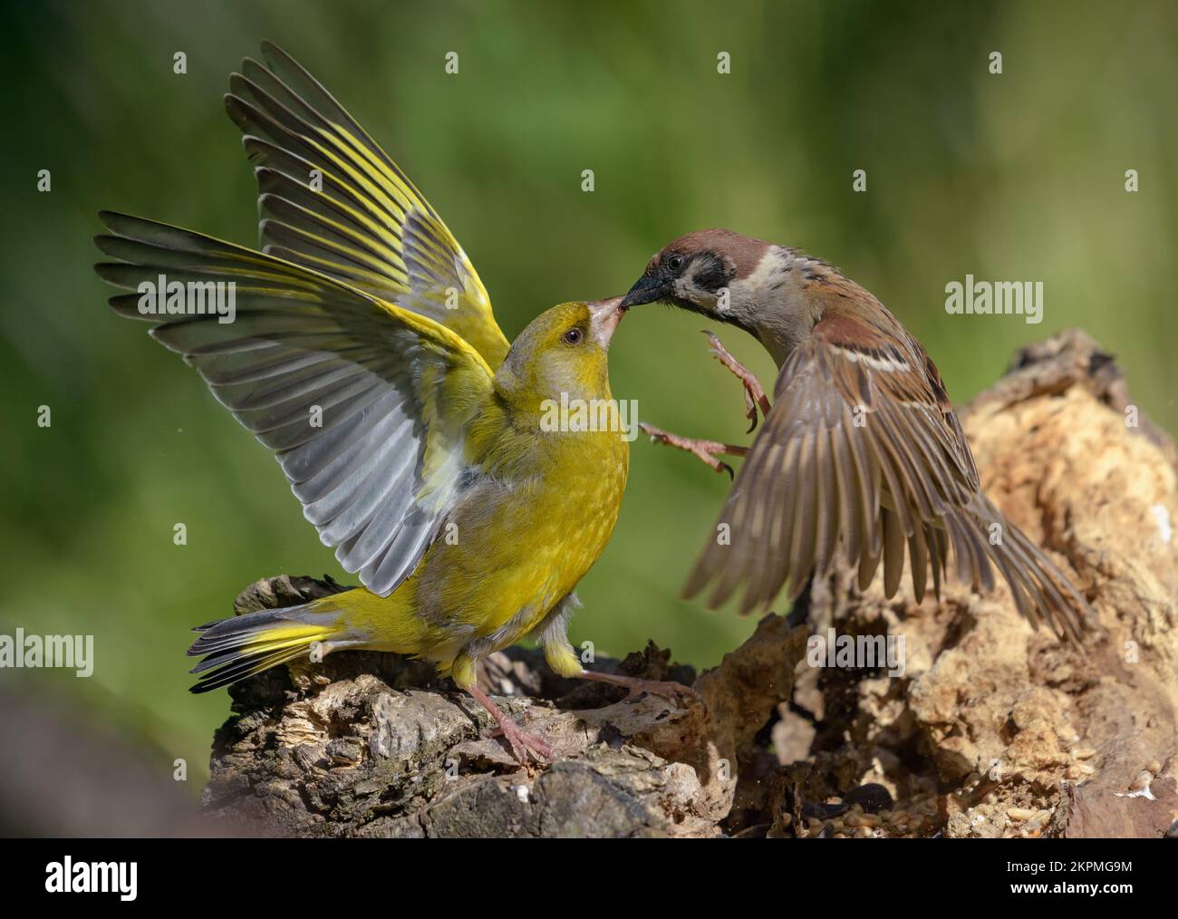 Sparrows and finches interactions – hard fight between two birds for ...