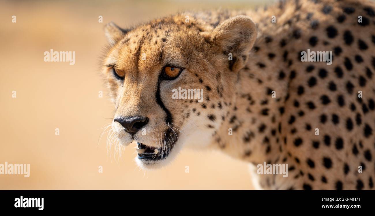Isolated cheetah over blurred background with people reflected Stock ...