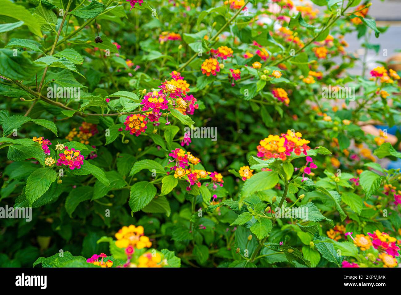 A variety of colorful flora on the island of Madeira. Beautifully ...