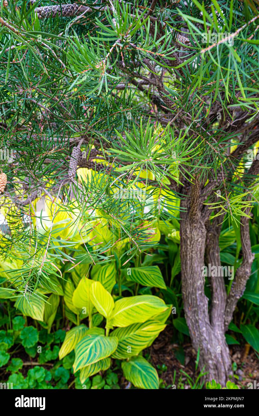 A variety of colorful flora on the island of Madeira. Beautifully ...