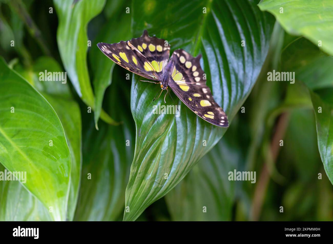 Malachite Butterfly (Metamorpha stelenes) with open wings on green ...