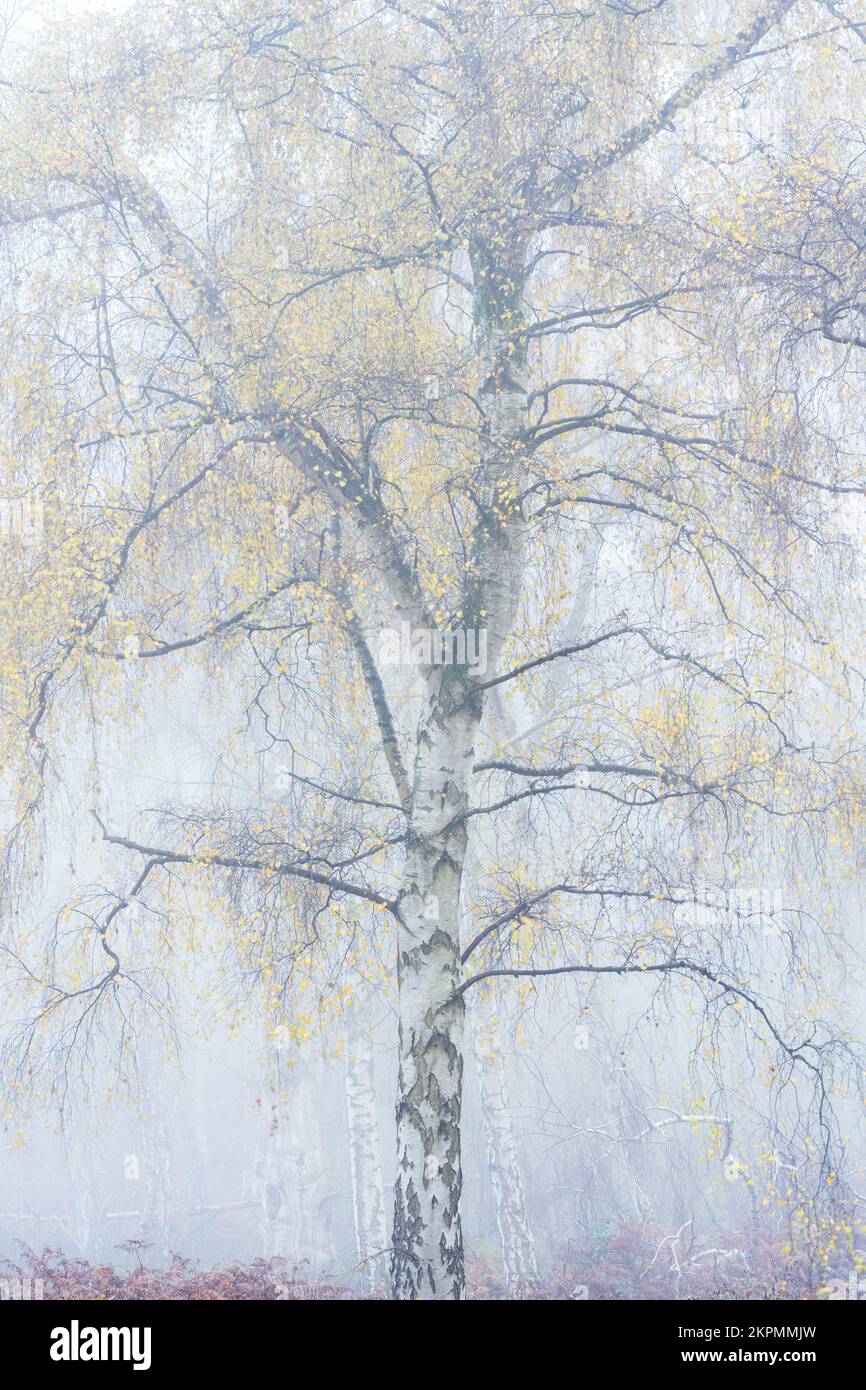 View of woodland with birch trees on an atmospheric misty day during ...
