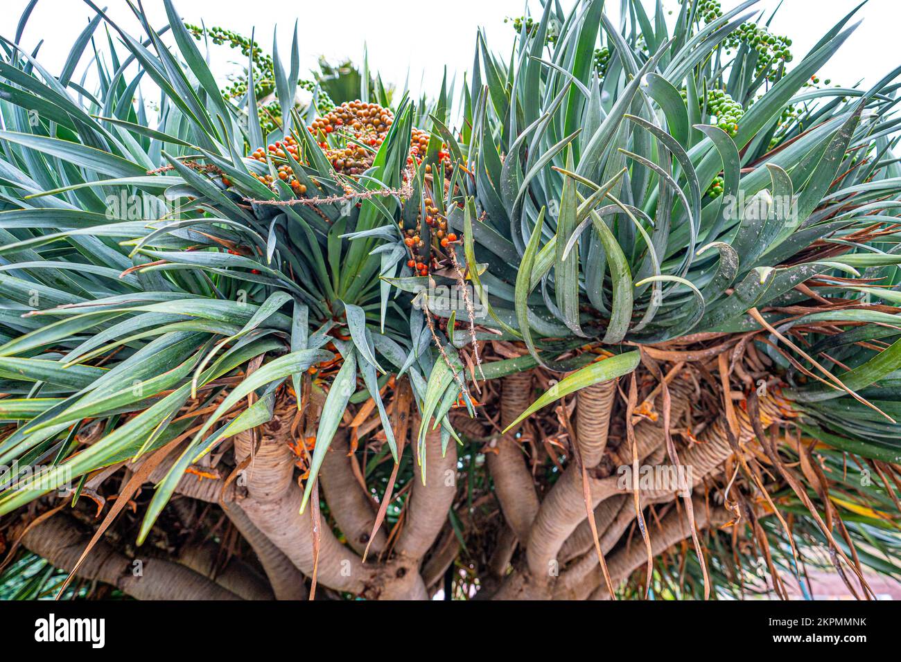A variety of colorful flora on the island of Madeira. Beautifully ...