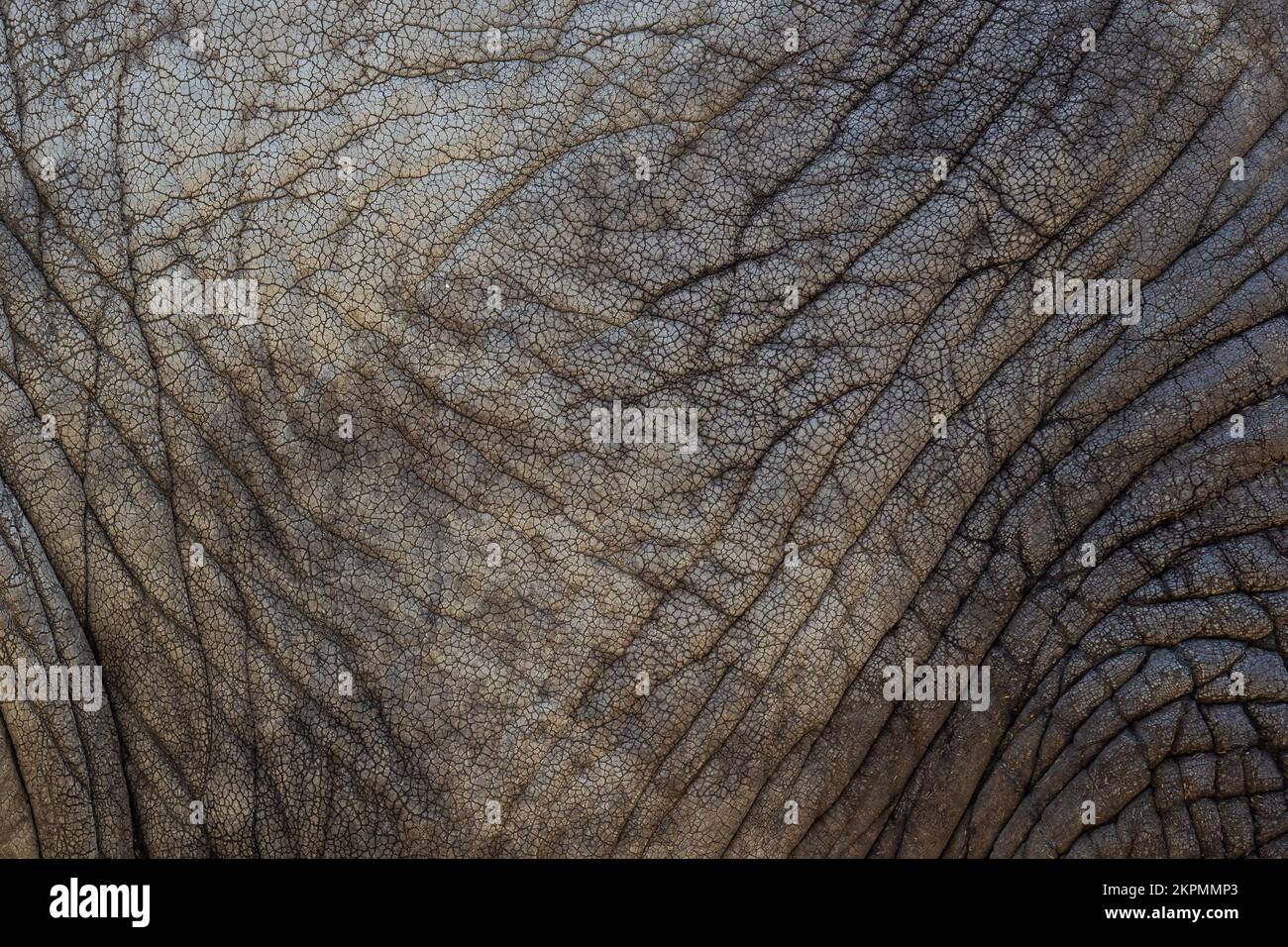 Close up of an African elephants skin texture Stock Photo - Alamy