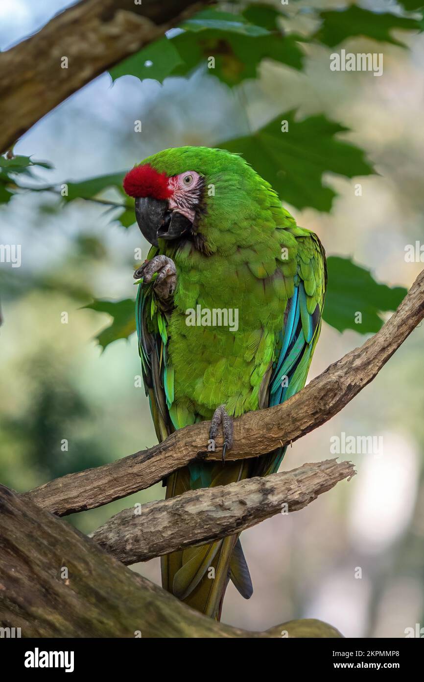 Ara mexicana hi-res stock photography and images - Alamy