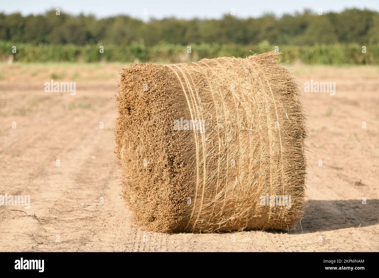 Dry seed capsules flax hi-res stock photography and images - Alamy
