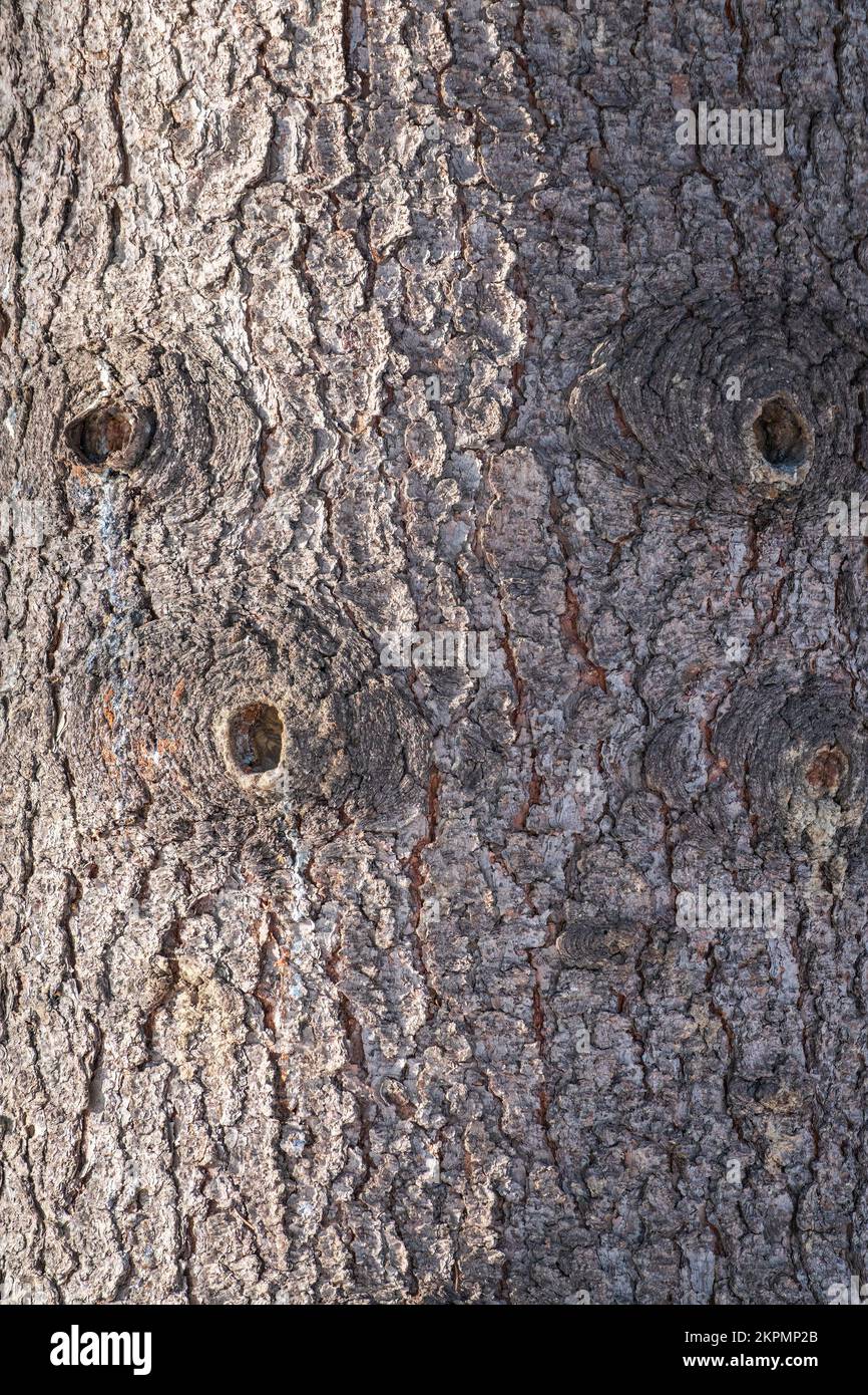 Bark texture and background of a old fir tree trunk. Detailed bark ...