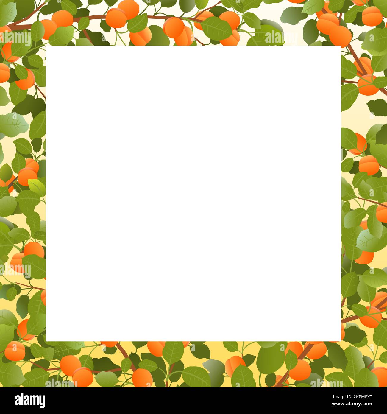 Tree branch frame apricot with ripe fruits. Garden plant with edible ...