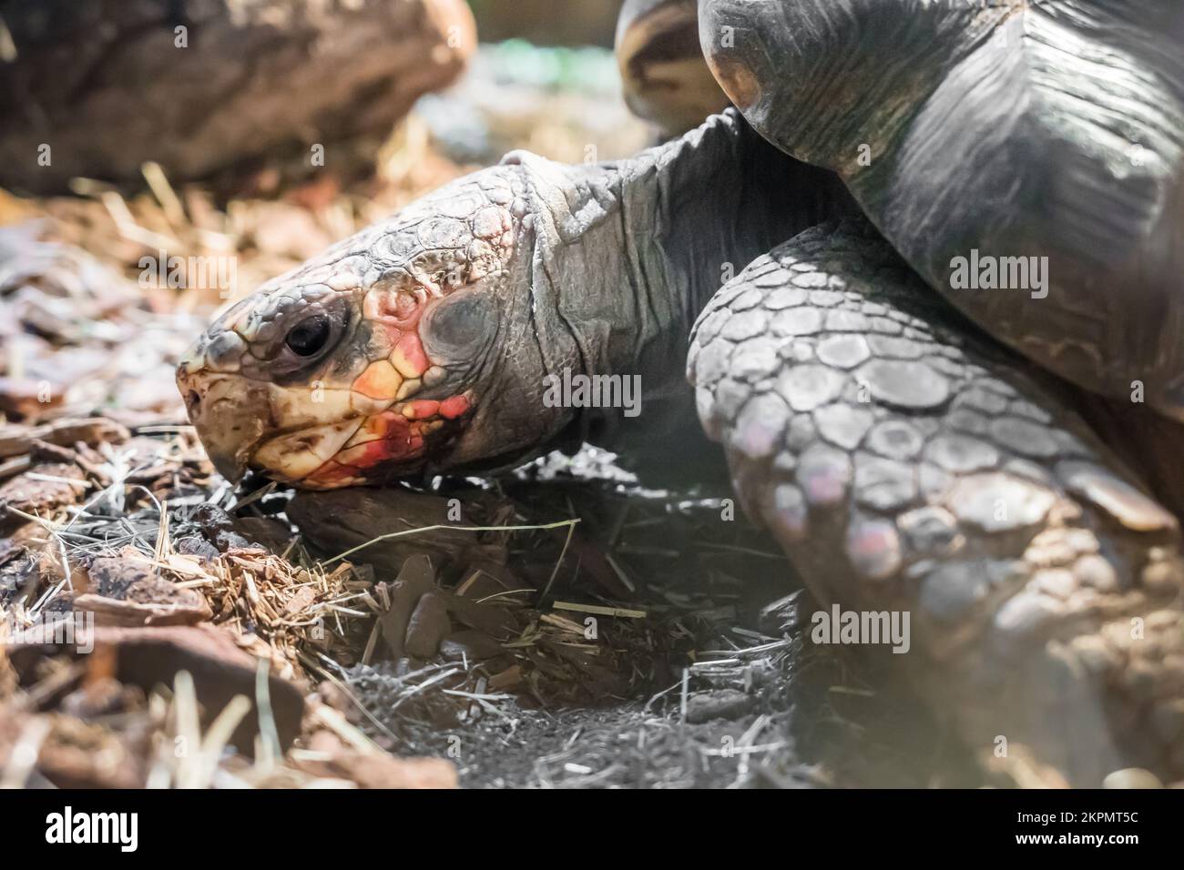 Red-foot Tortoise in the nature. The red-footed tortoise (Chelonoidis ...
