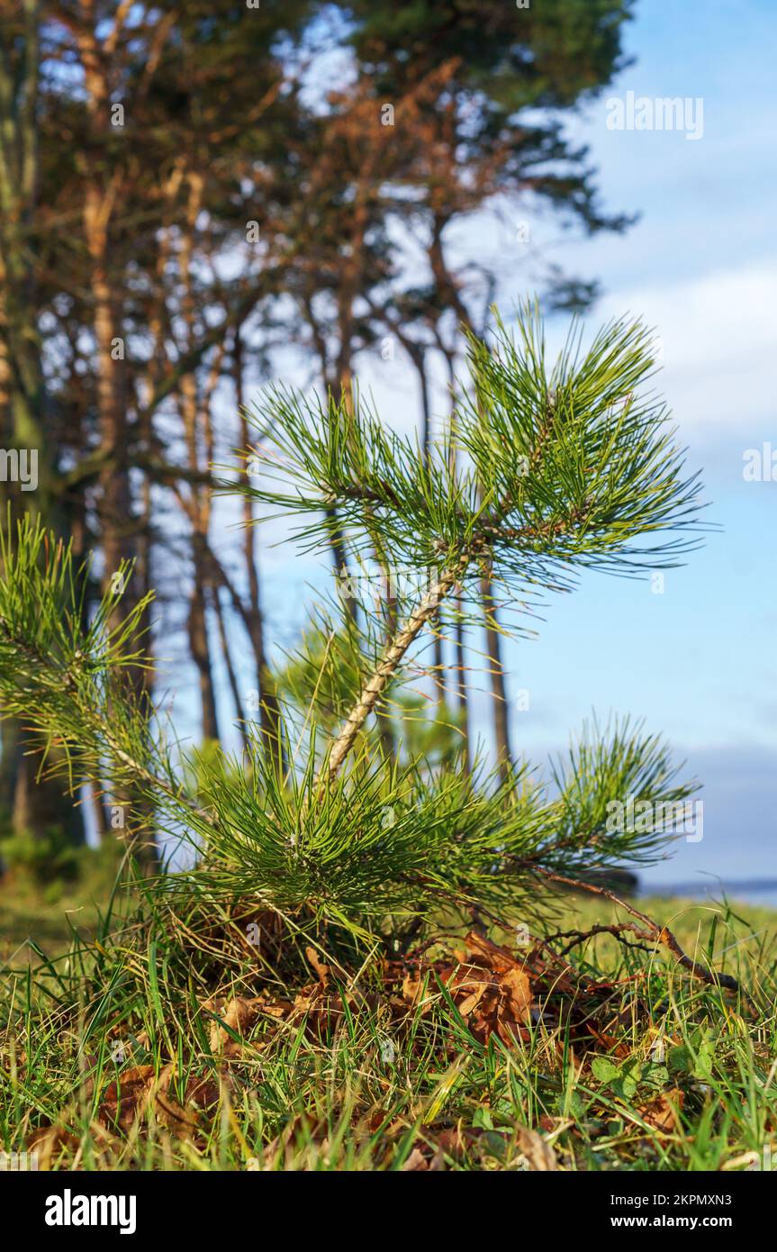 A sprout of a young pine tree. A new pine forest. Landscaping planting ...