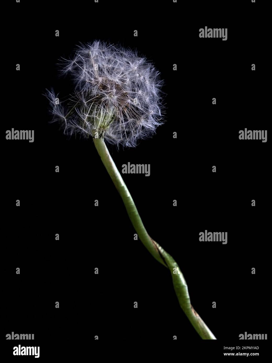 Hard stem hi-res stock photography and images - Alamy