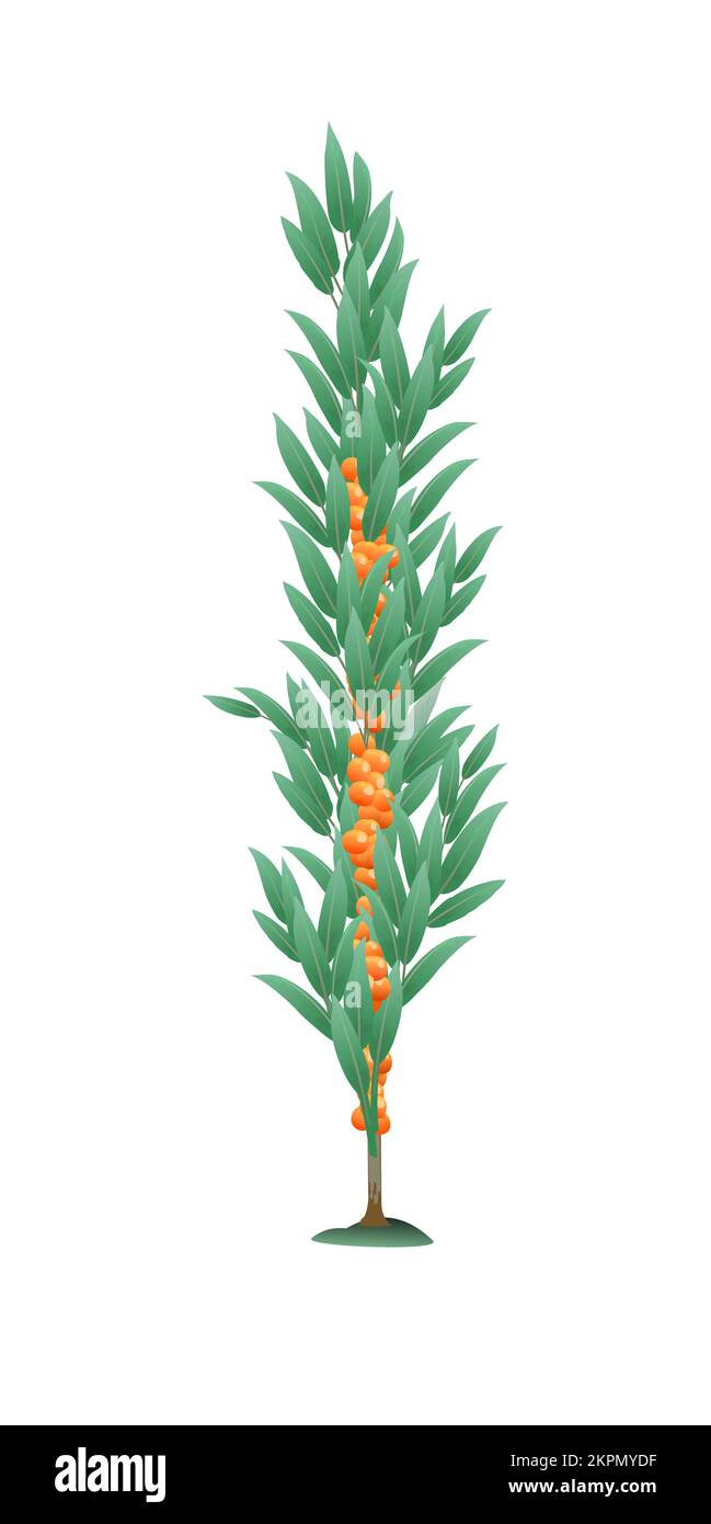 Young seedling of sea buckthorn with ripe fruits. Garden plant with ...