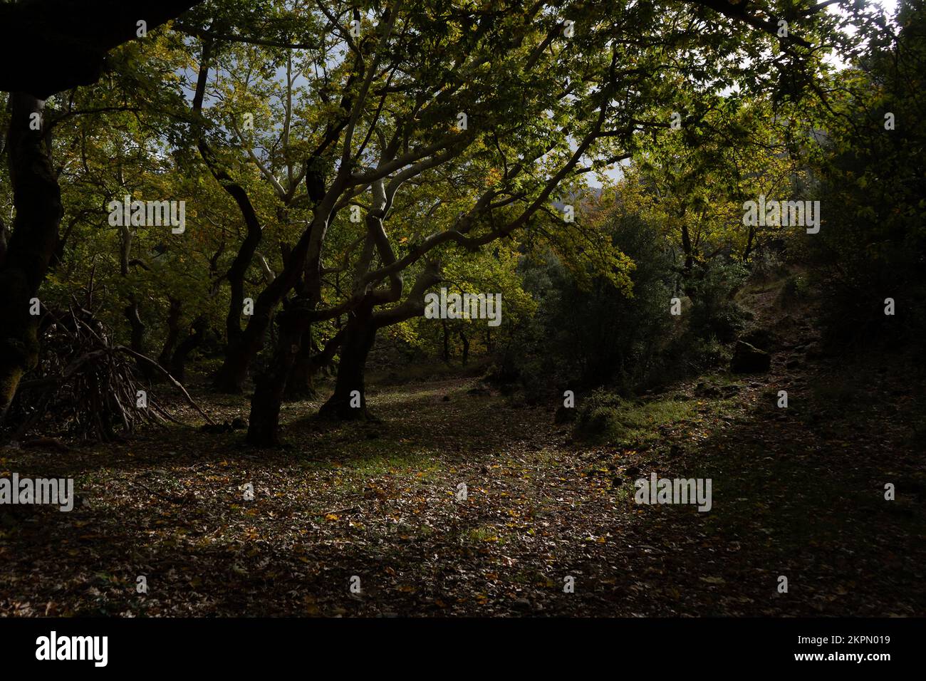 Planitero hi-res stock photography and images - Alamy