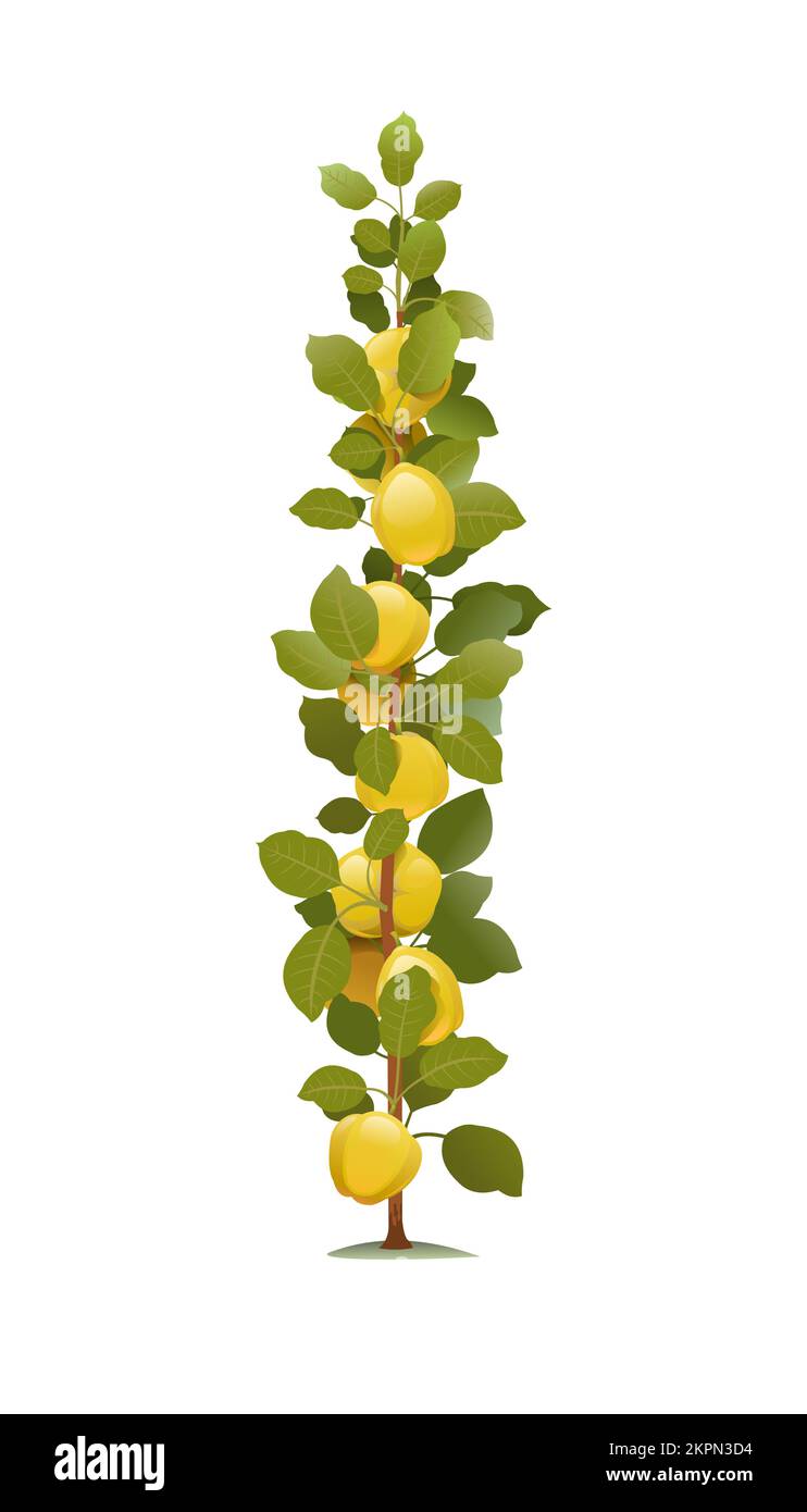 Young quince seedling tree with ripe fruits. Garden plant with edible ...