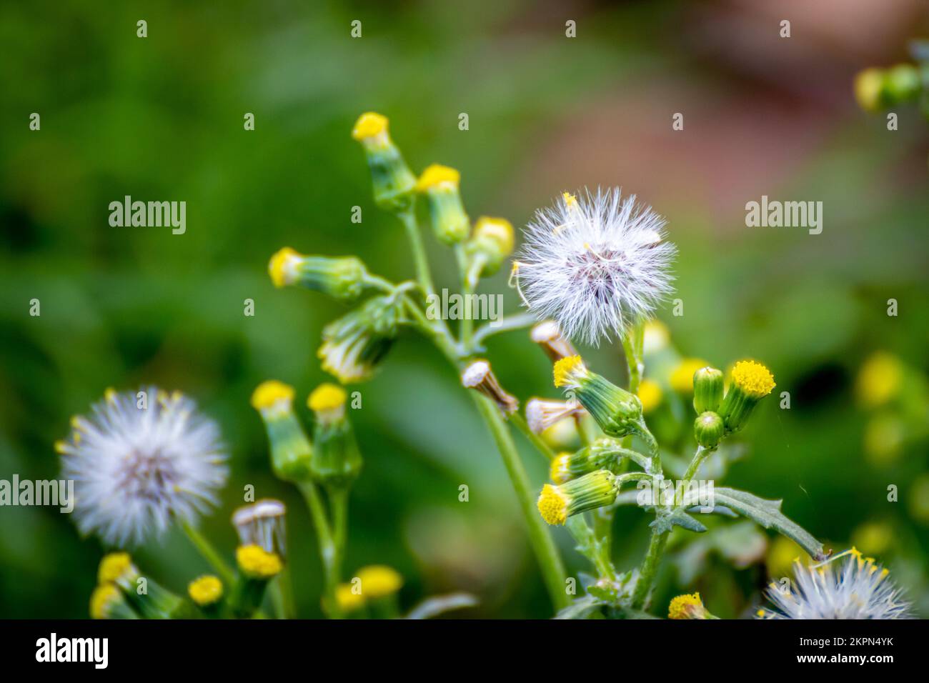 Beautiful closeup shot common hi-res stock photography and images - Alamy