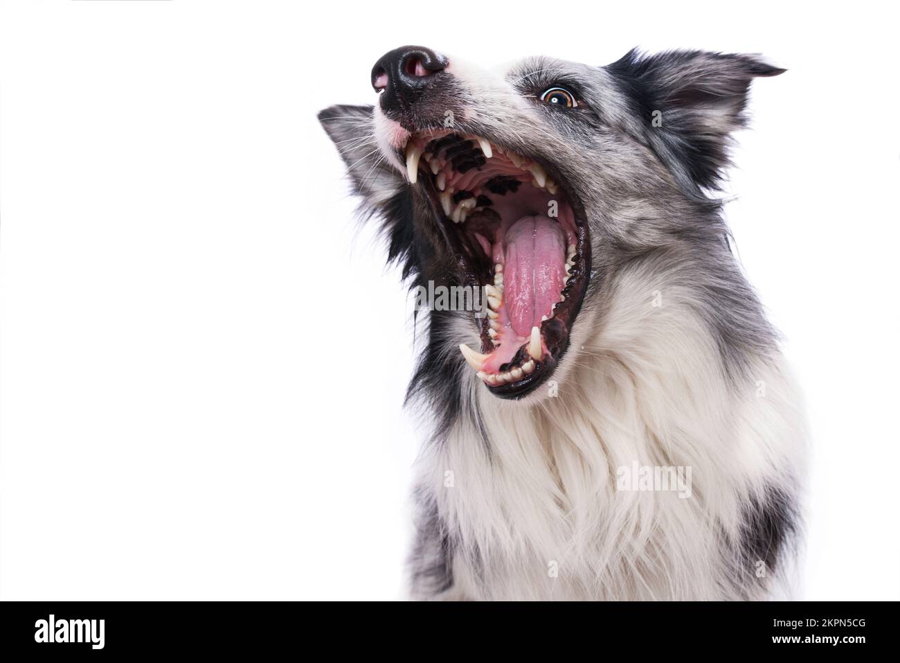 Border collie dog snaps for a treat Stock Photo - Alamy
