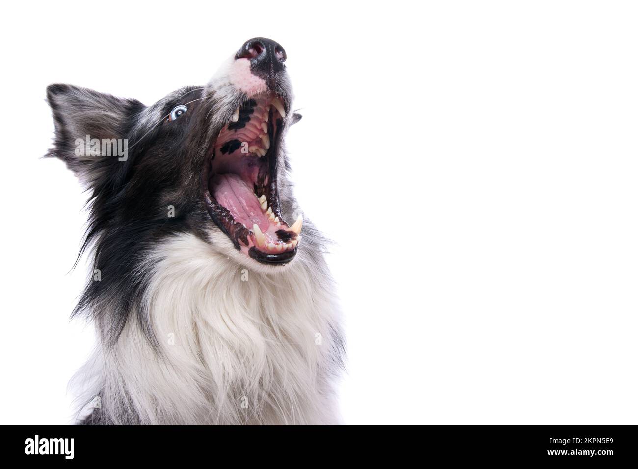 Border collie dog snaps for a treat Stock Photo - Alamy