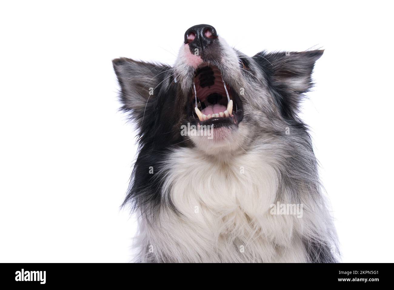 Border collie dog snaps for a treat Stock Photo - Alamy