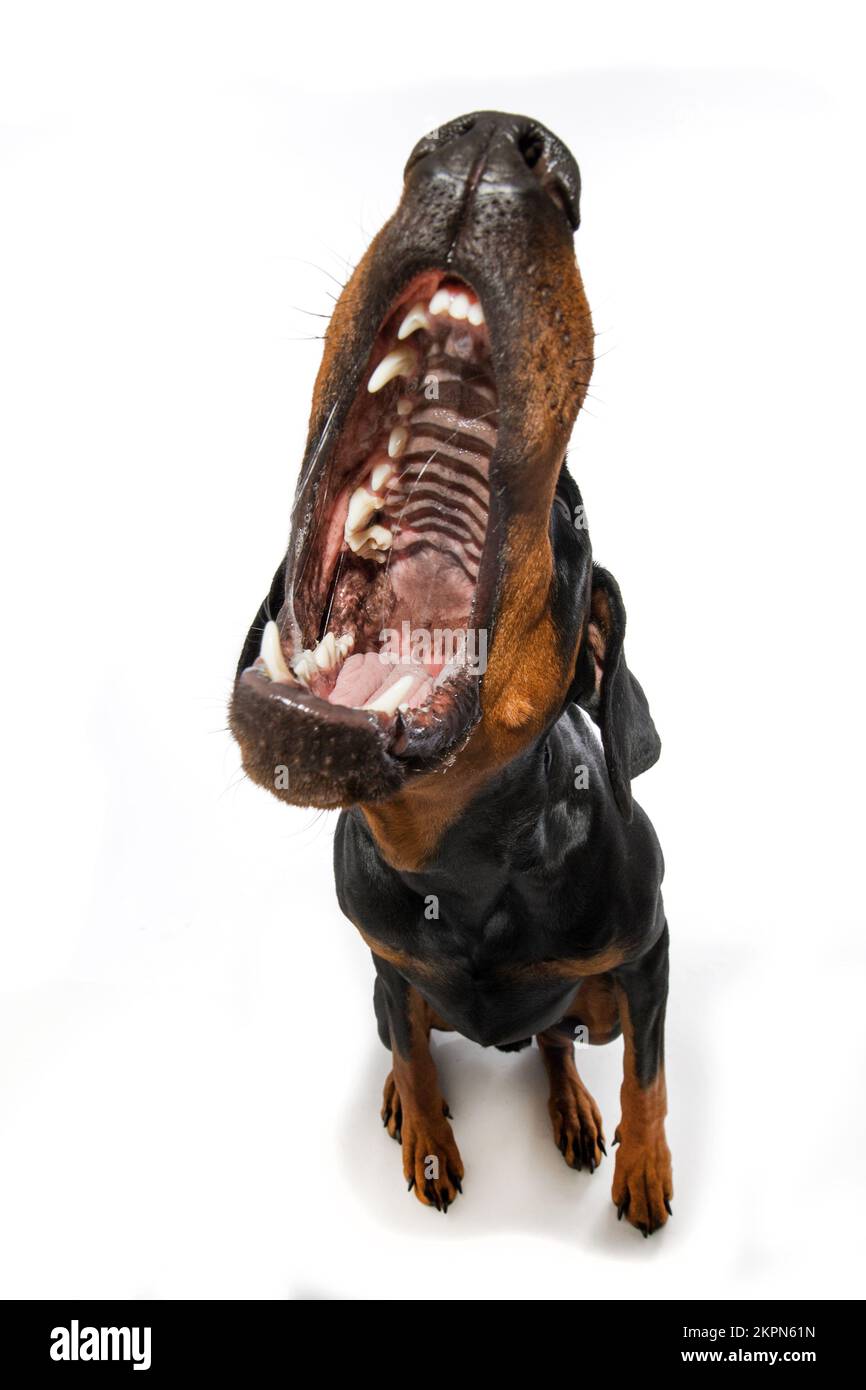 Doberman dog on white background Stock Photo - Alamy