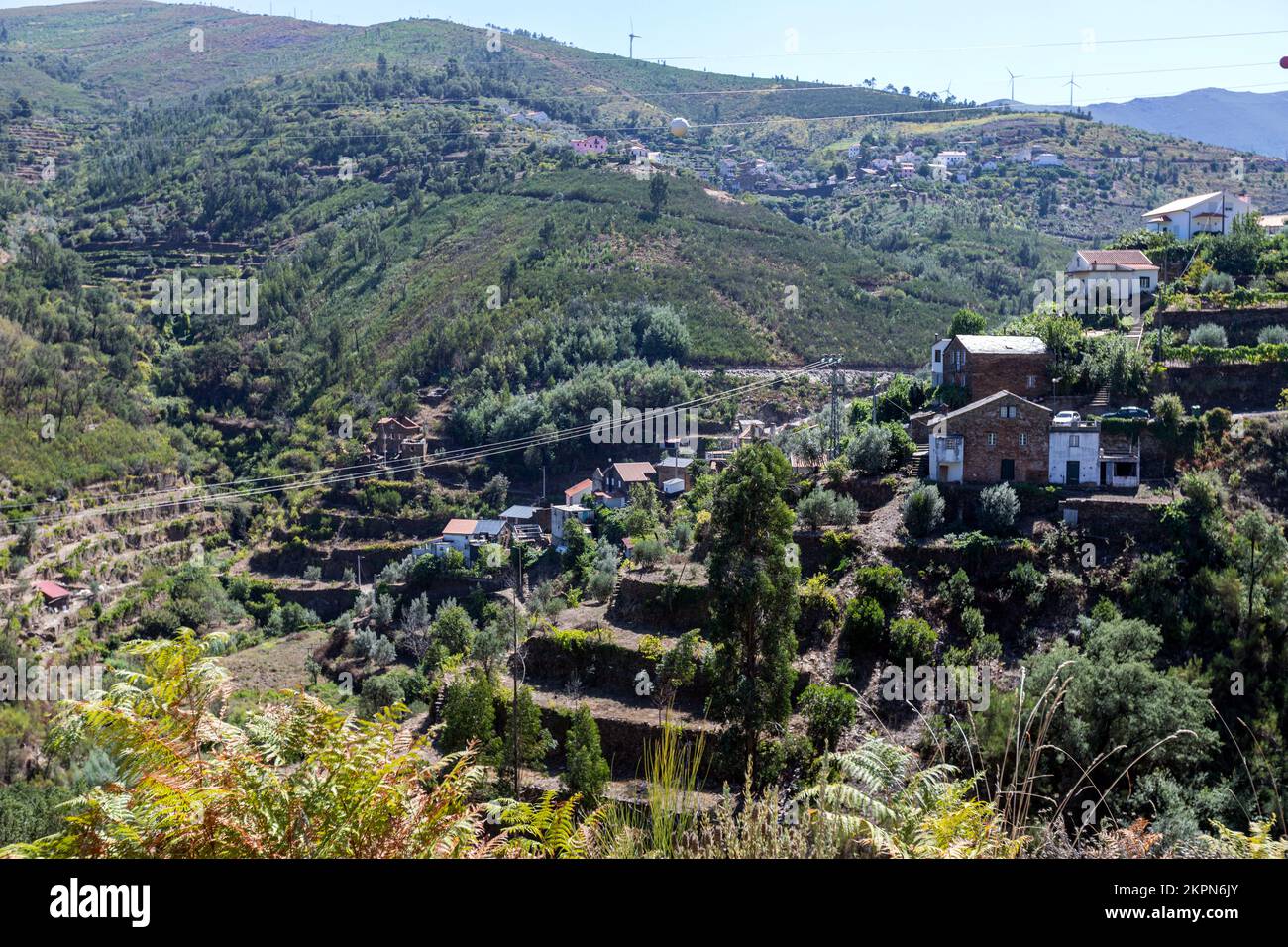 Field in terraces, with olive trees, in a valley near Piodao in Garda ...