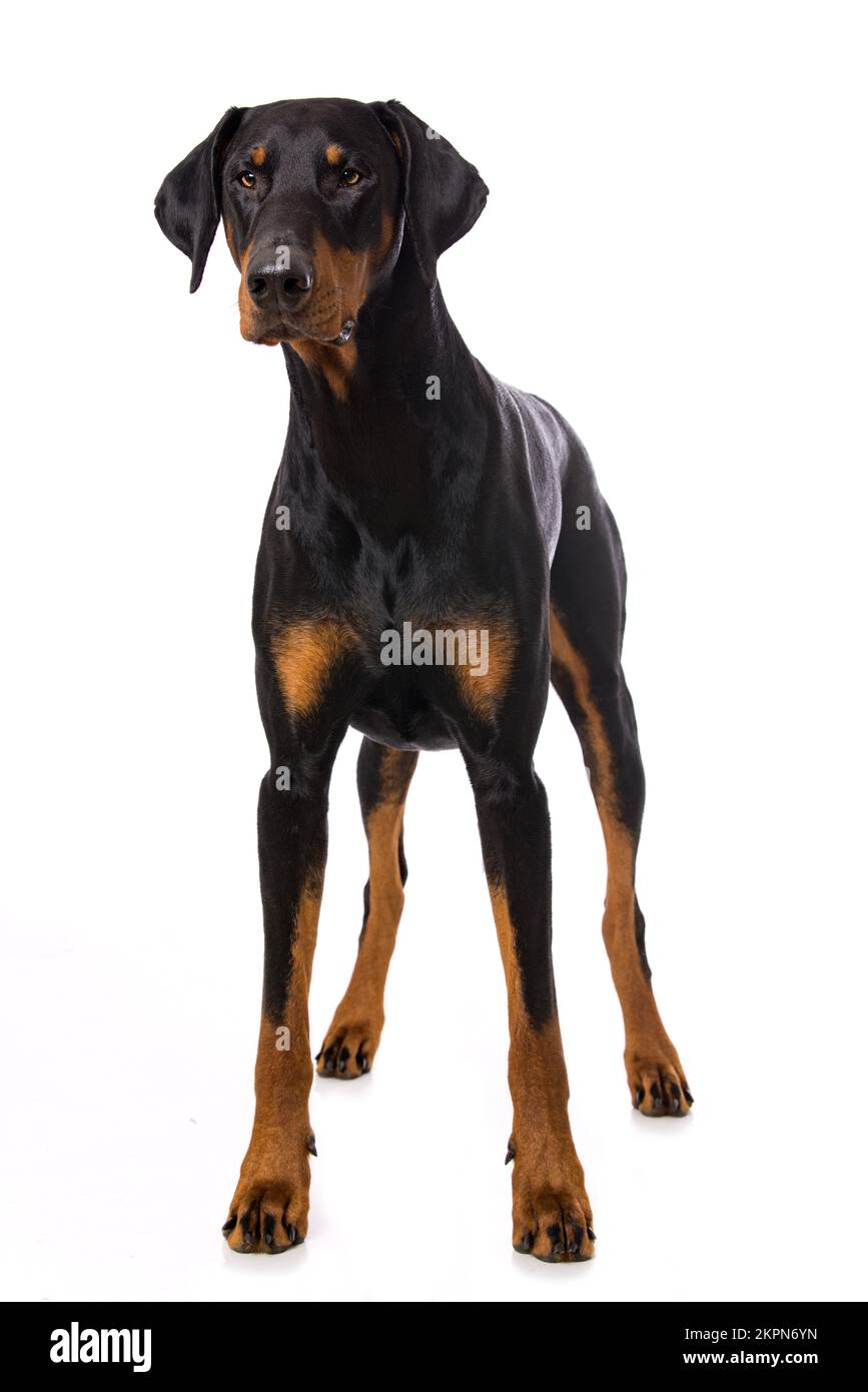 Doberman dog on white background Stock Photo - Alamy