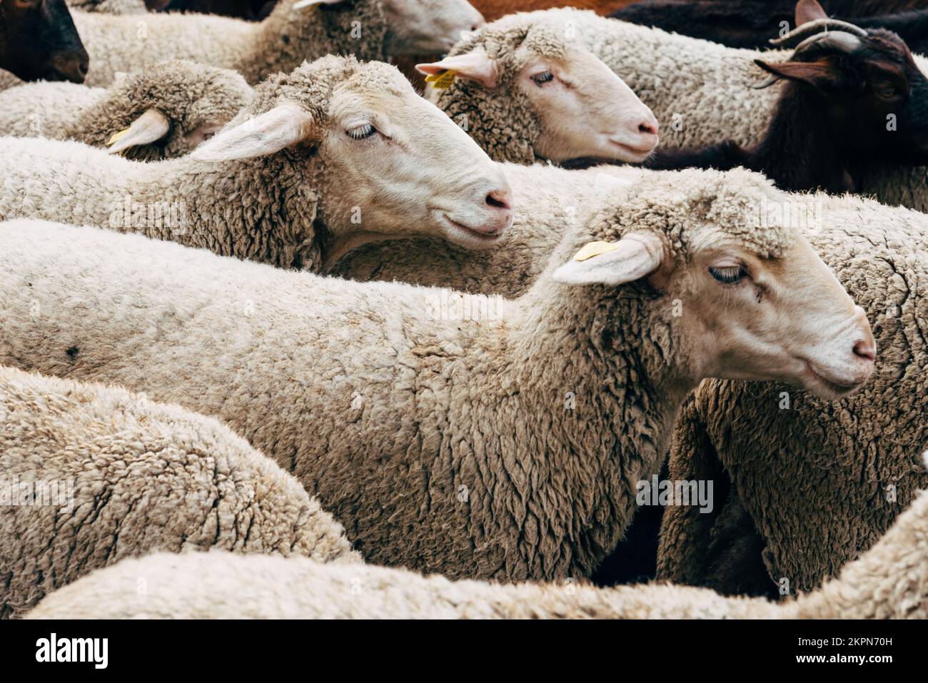 Flock of sheep passing through a cattle route. Close-up view Stock ...