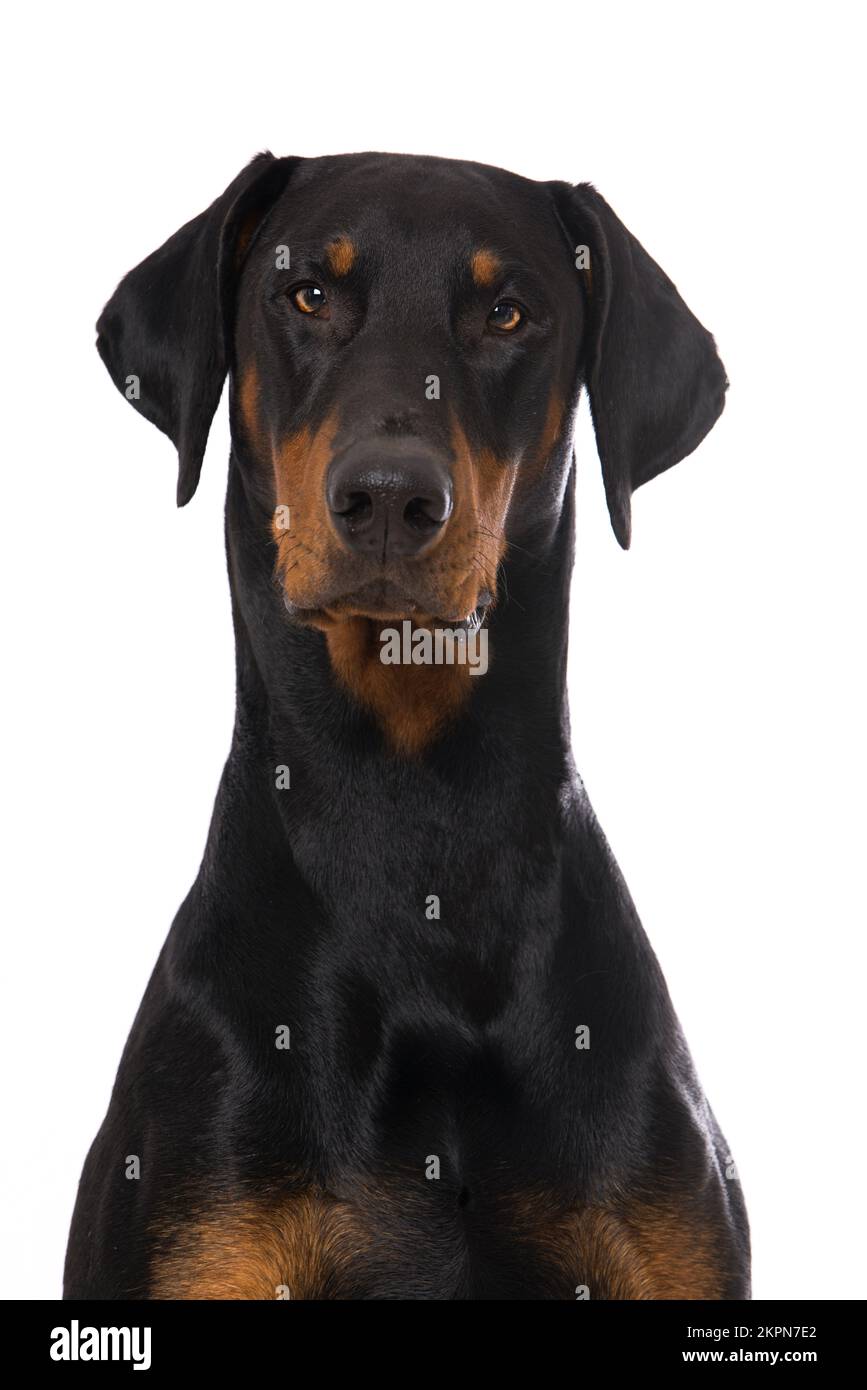 Doberman dog on white background Stock Photo - Alamy