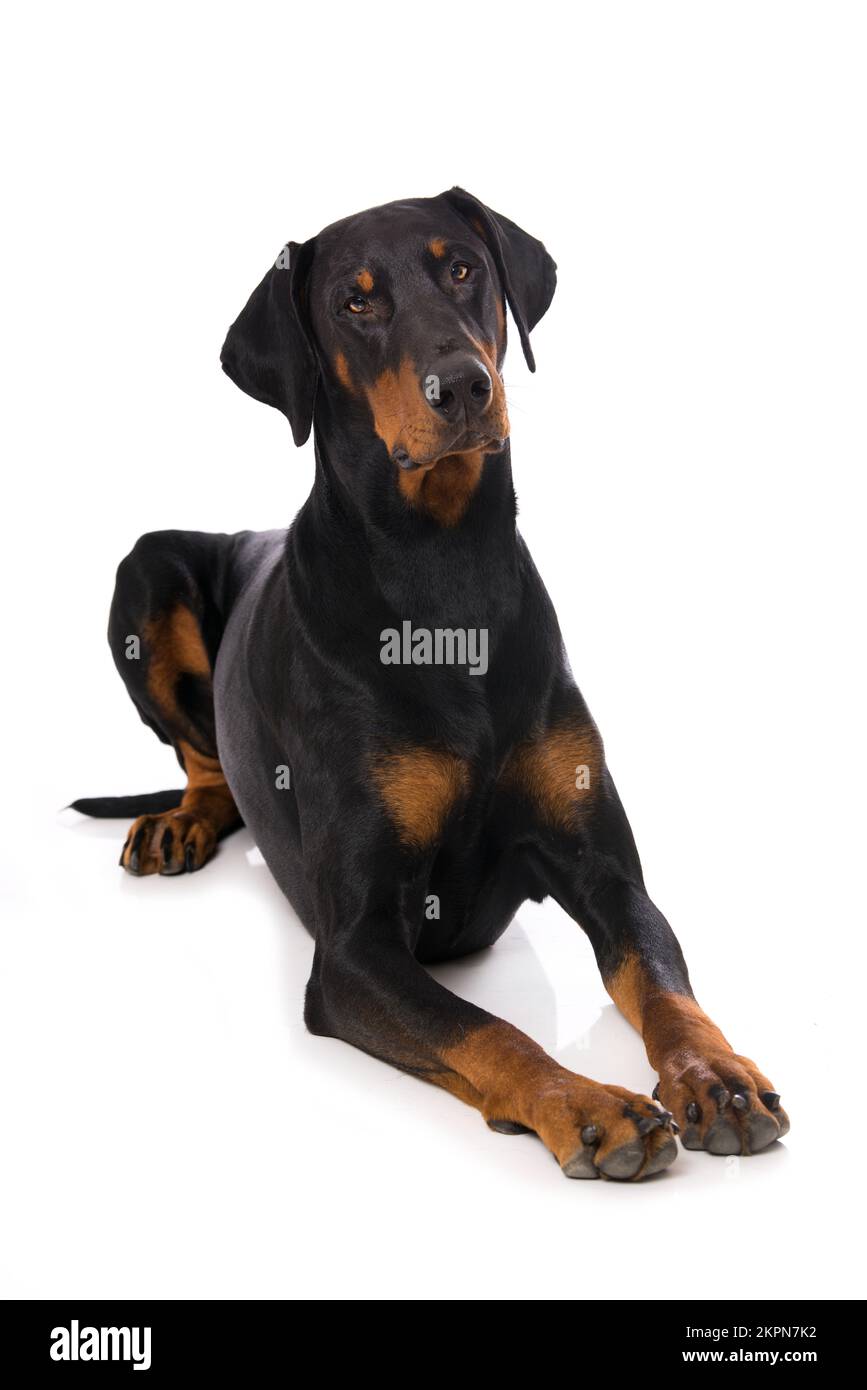 Doberman dog on white background Stock Photo - Alamy