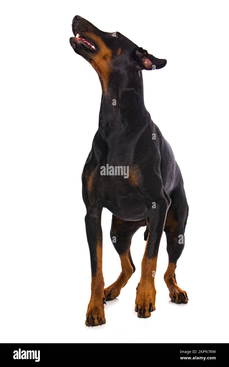 Doberman Growling
