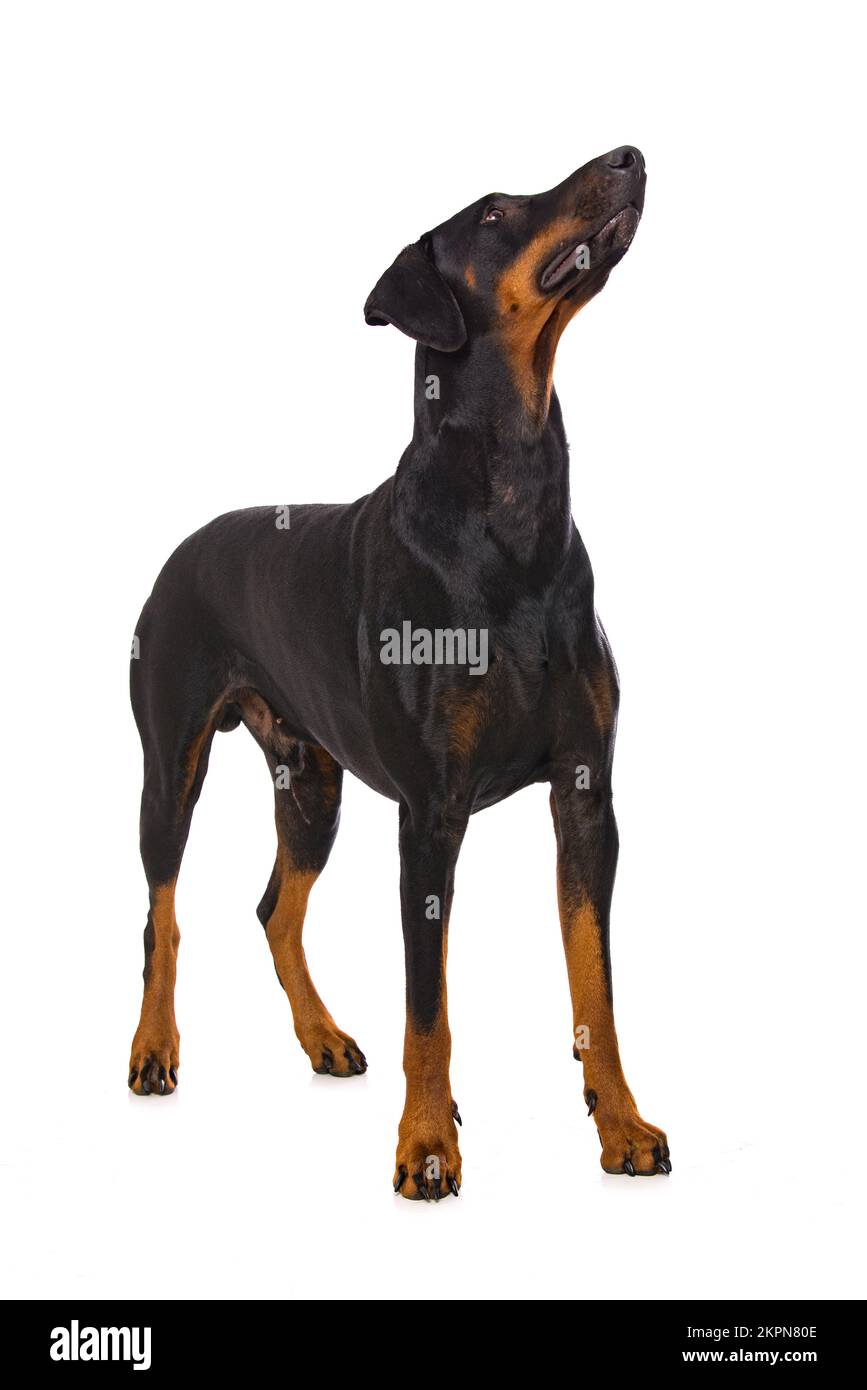 Doberman dog on white background Stock Photo - Alamy