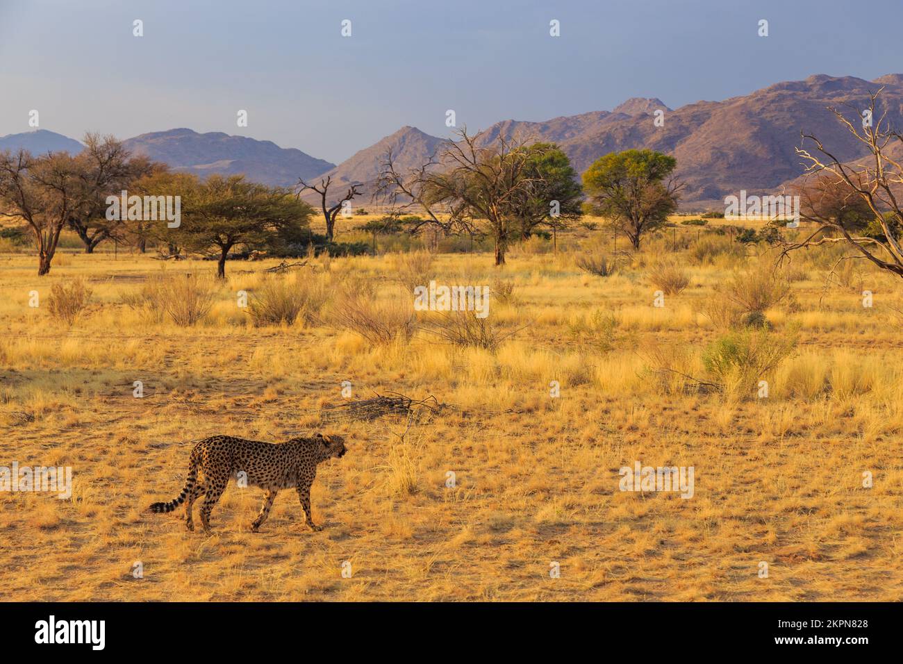 Cheetahs in the Namibian savannah. The fastest cats in the world ...