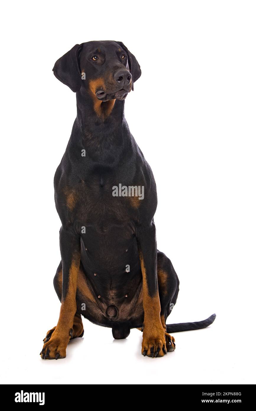 Doberman dog on white background Stock Photo - Alamy