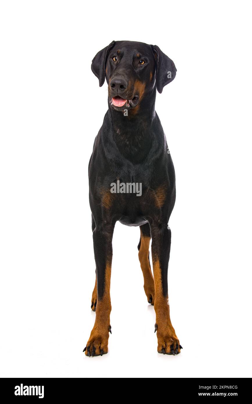 Doberman dog on white background Stock Photo - Alamy