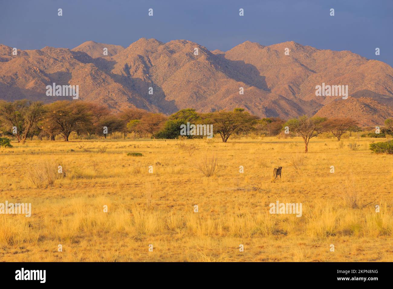 Cheetahs in the Namibian savannah. The fastest cats in the world ...