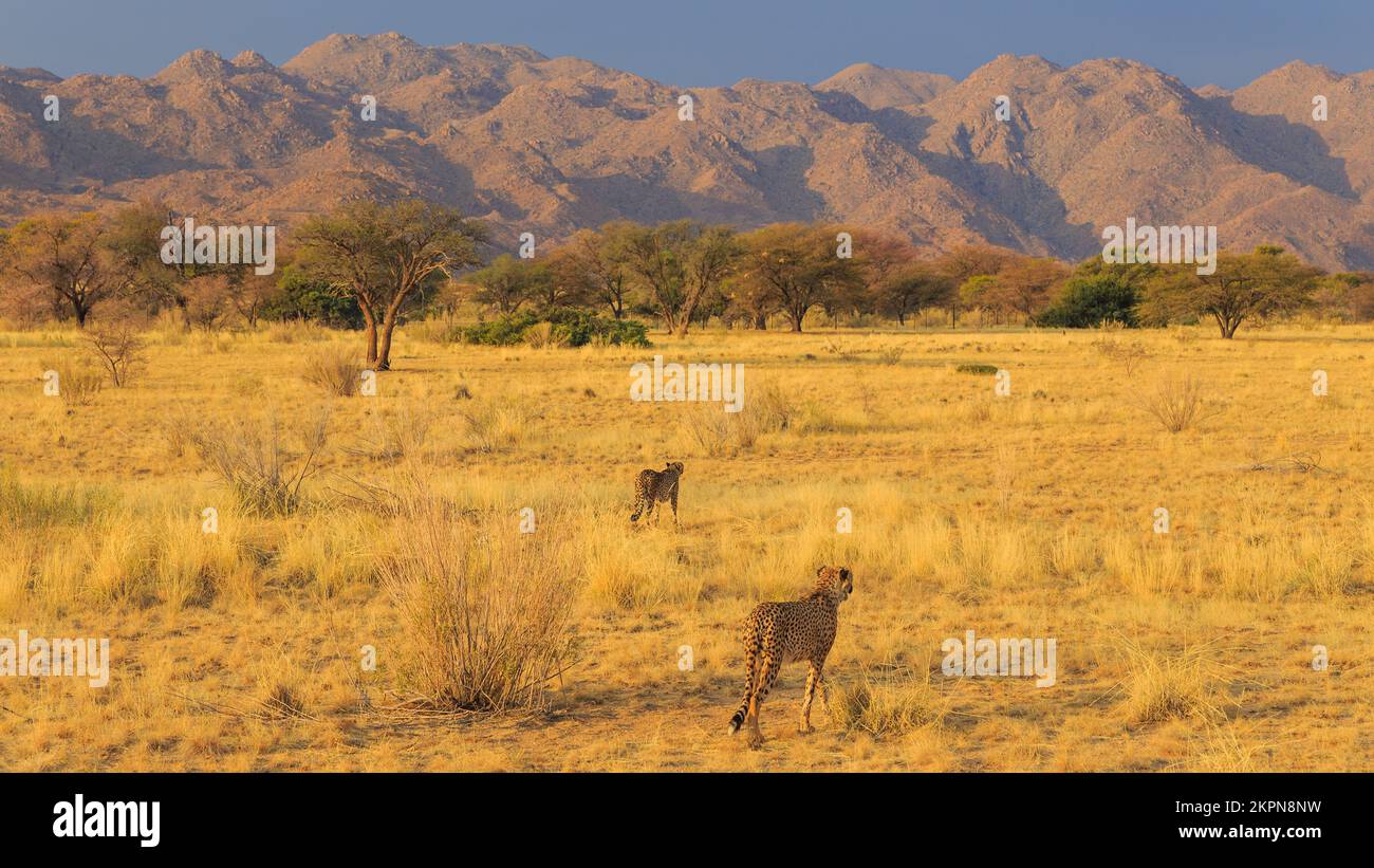 Cheetahs in the Namibian savannah. The fastest cats in the world ...