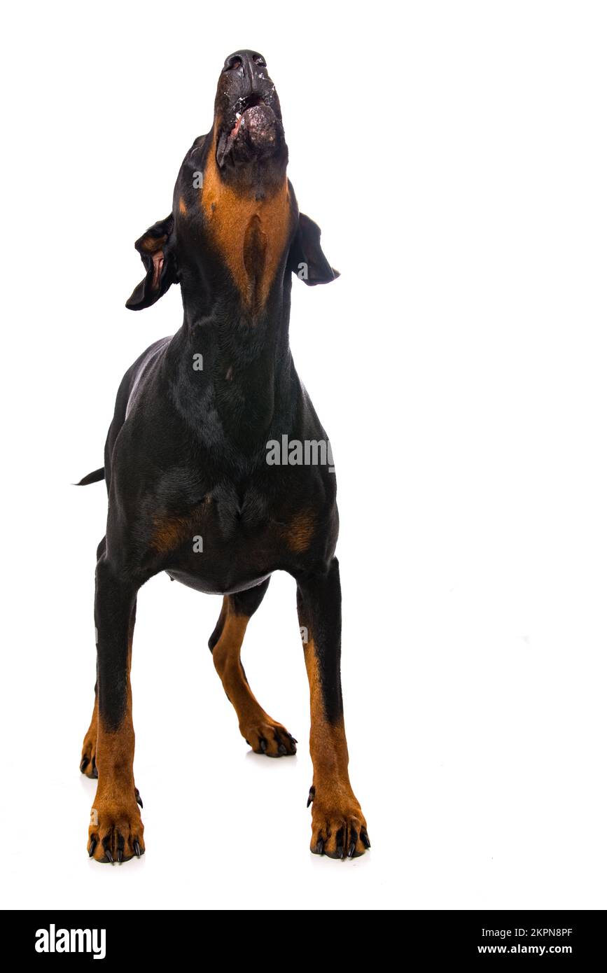 Doberman dog on white background Stock Photo - Alamy